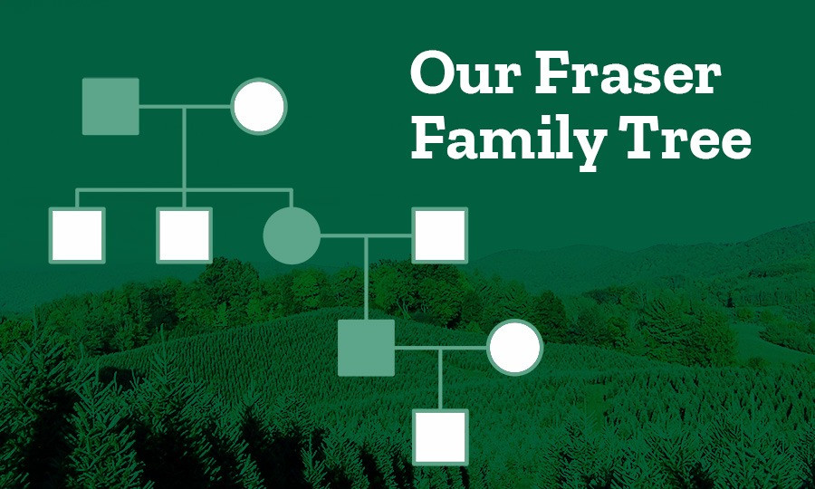 Our Family Tree – The Fraser Fir